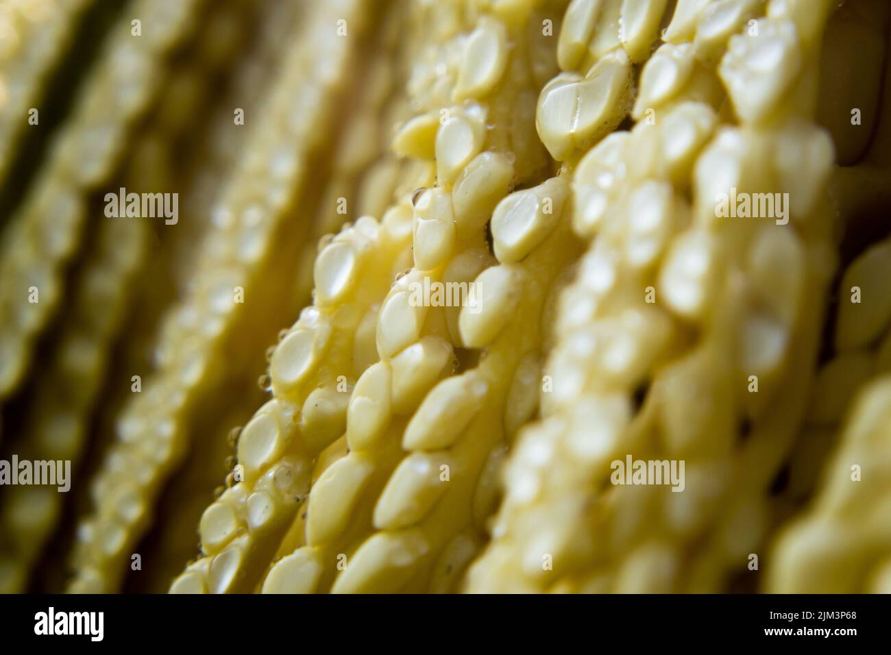 Areca palm seeds also known as arecanut in a winter morning and dew ...