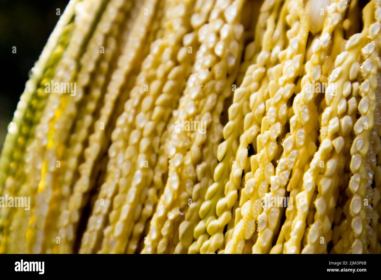 Areca palm seeds also known as arecanut in a winter morning and dew ...