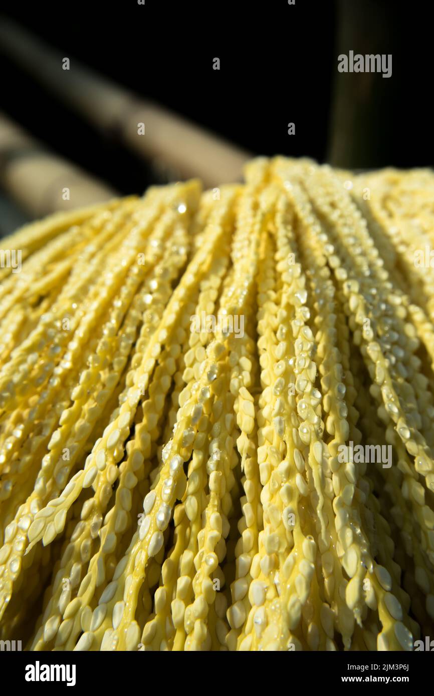 Areca palm seeds also known as arecanut in a winter morning and dew ...