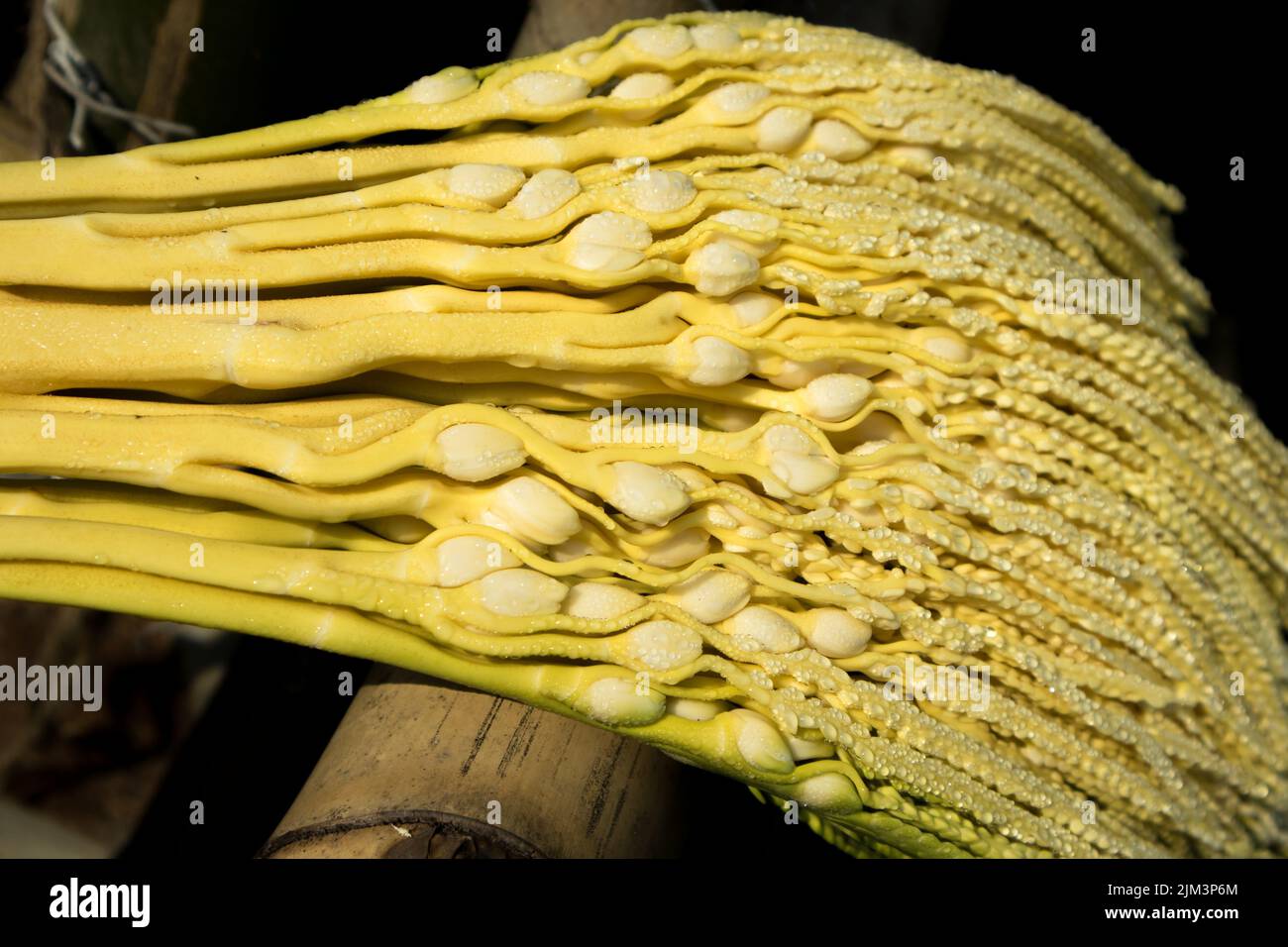 Areca palm seeds also known as arecanut in a winter morning and dew ...