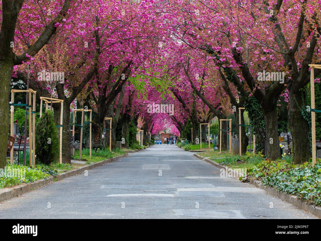 An empty path surrounded by blooming Japanese cherry blossom trees ...