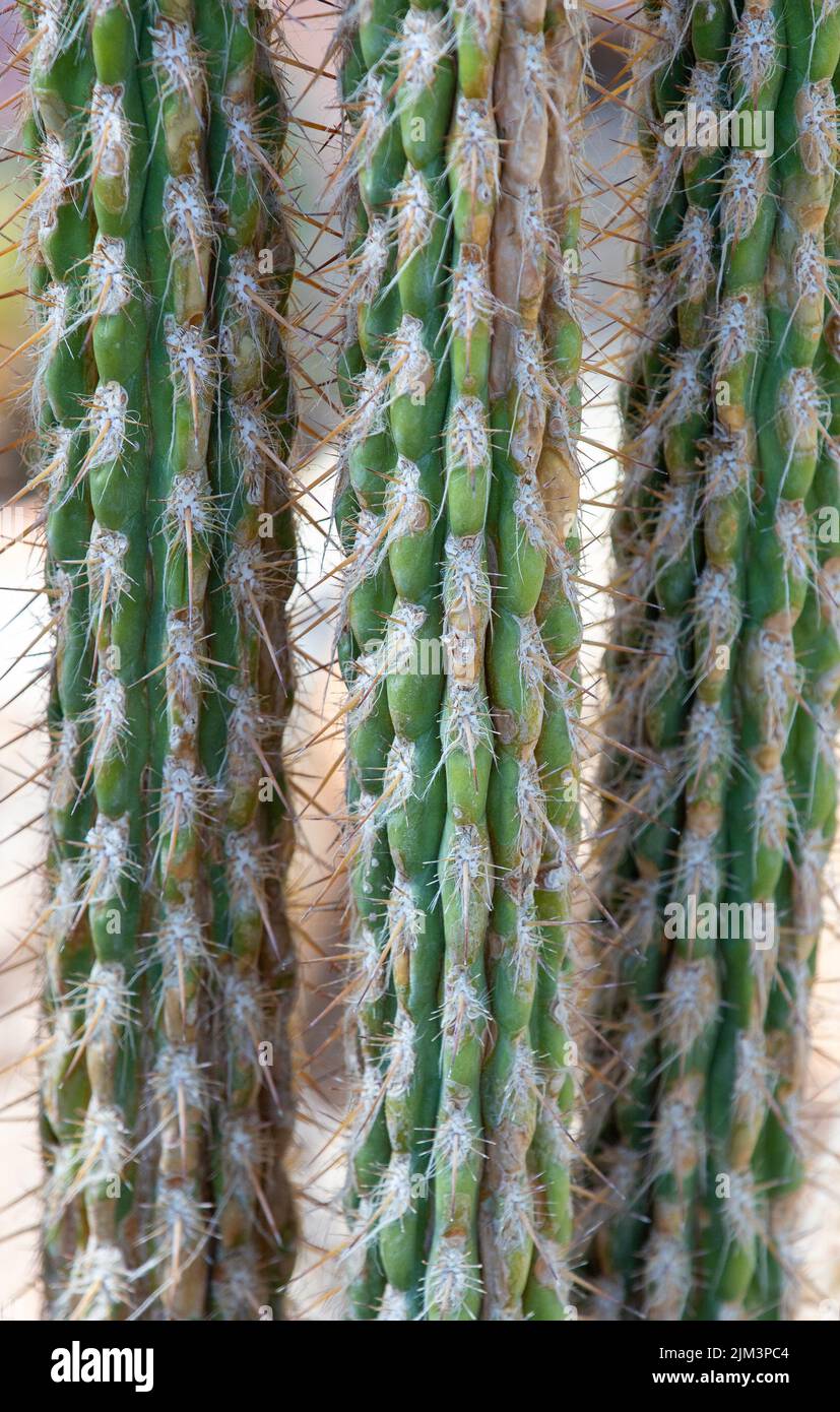 a close-up of a Pilosocereus leucocephalus cactus, tropical, natural ...