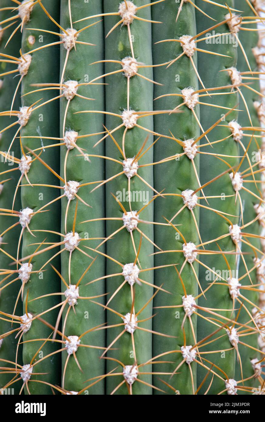 A close-up with the spikes of a cactus, macro, green, tropical Stock ...