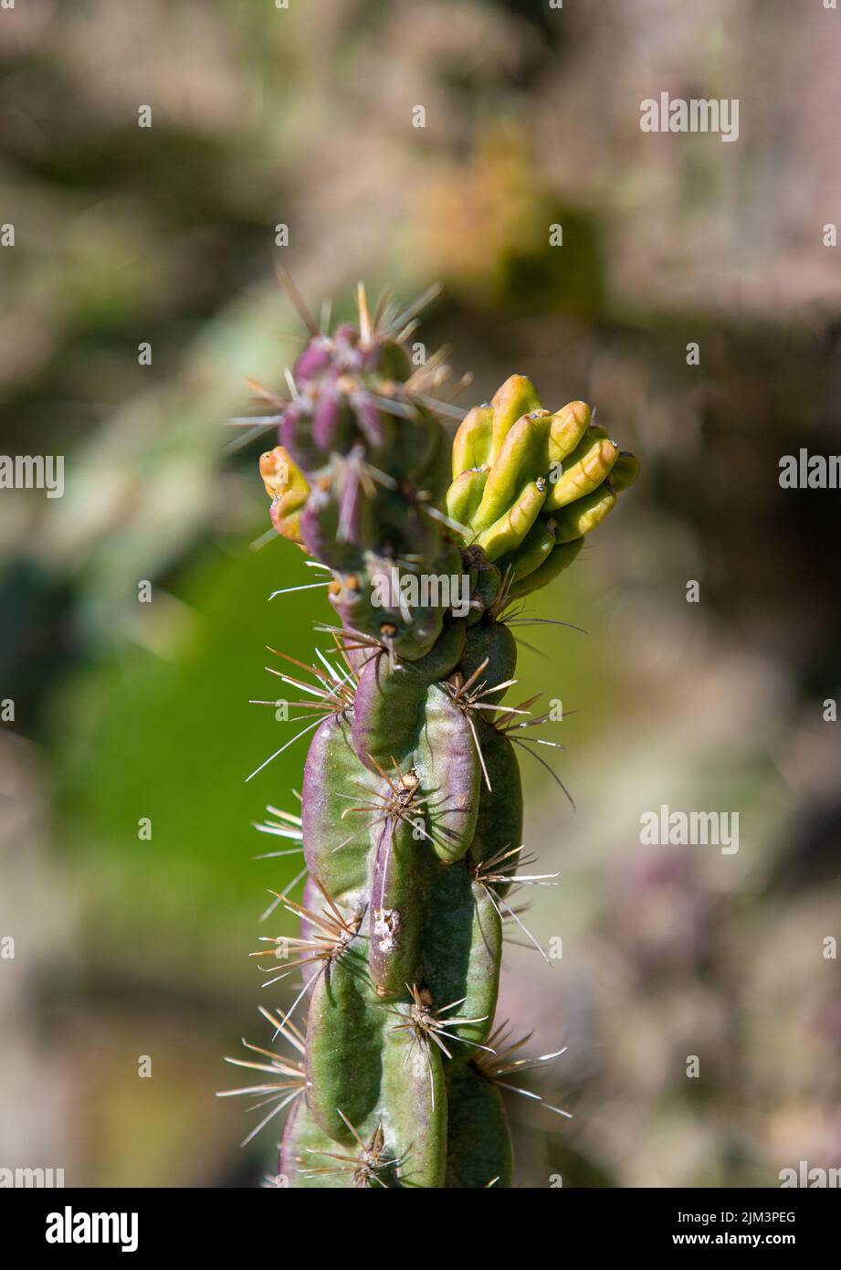 a close-up of Cylindropuntia imbricata cactus buds, nature, wild Stock ...