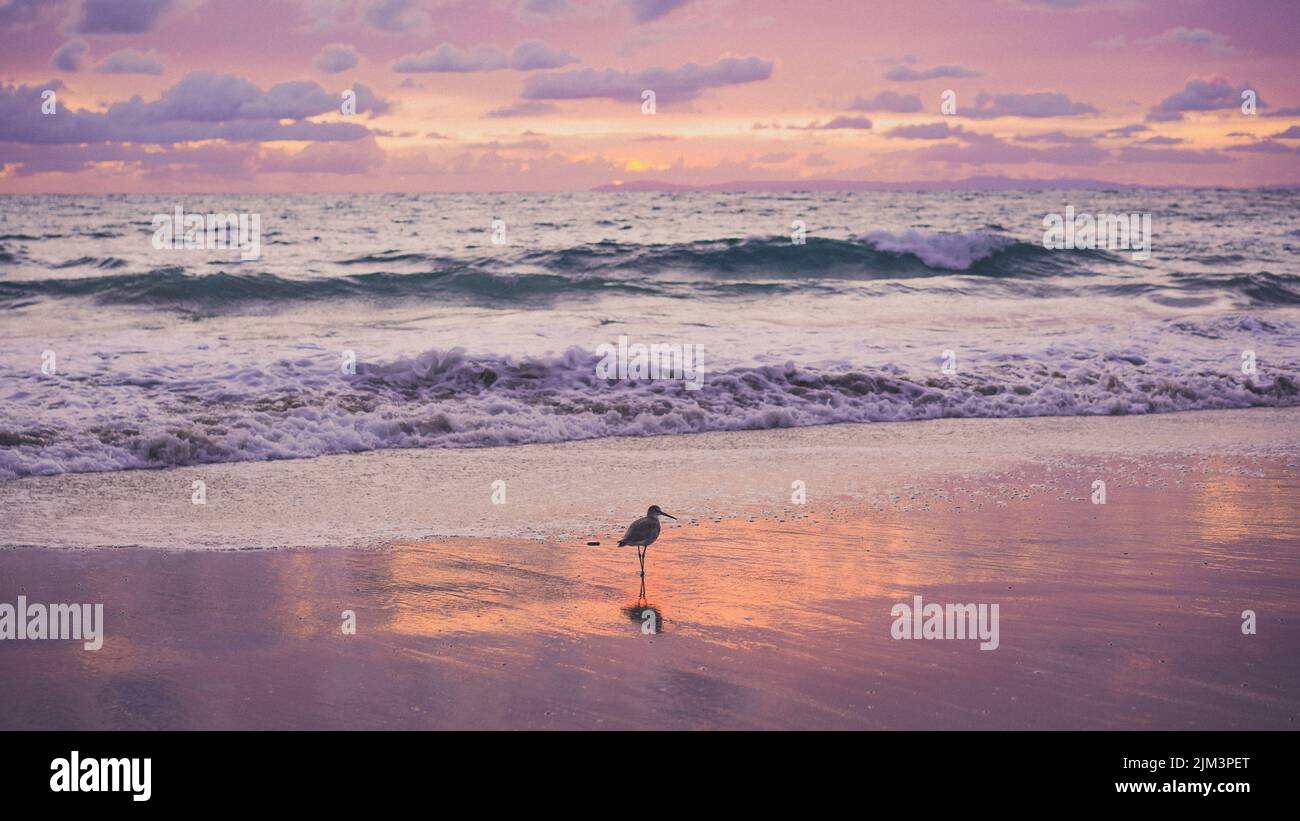 A body of water with the big waves hitting the shore and a large bird ...