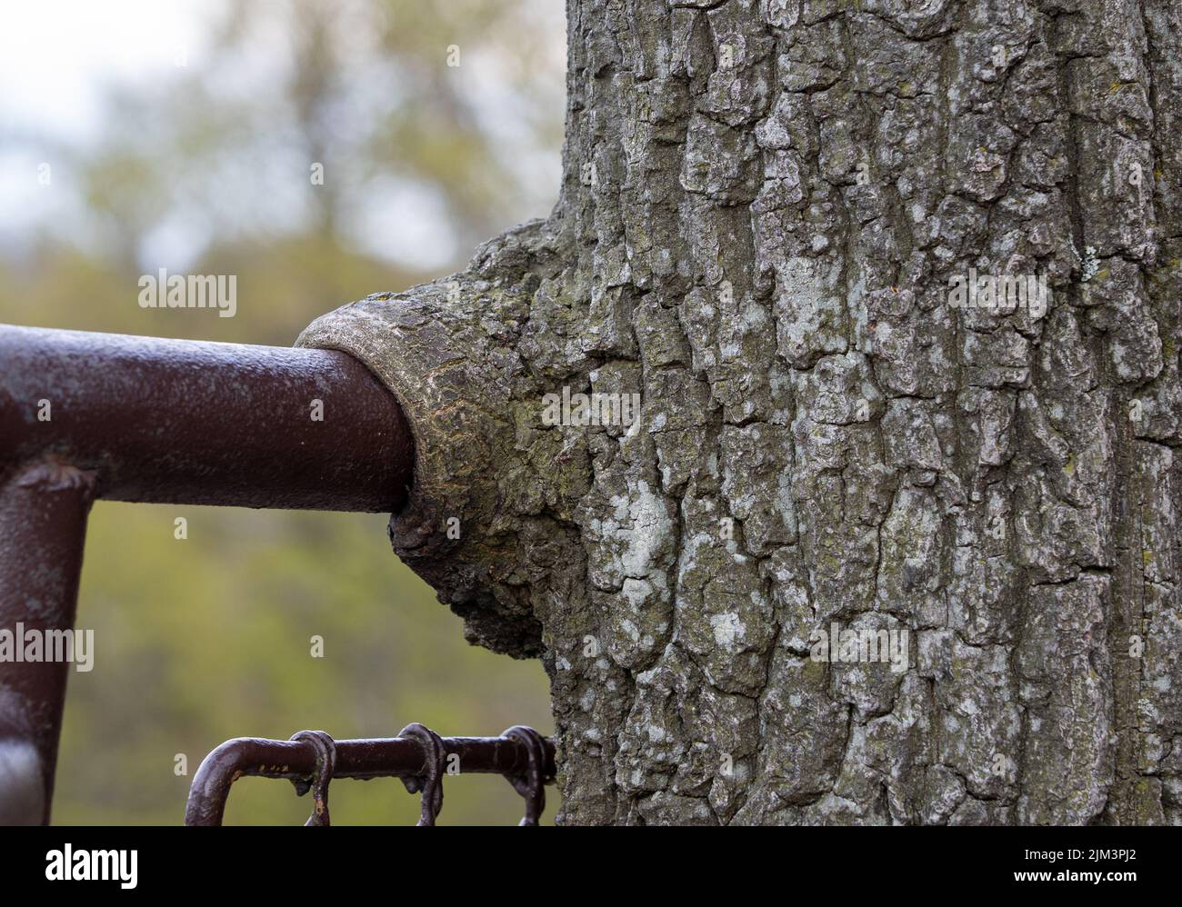 A tree trunk grown over a metal pipe, nature, caption Stock Photo - Alamy