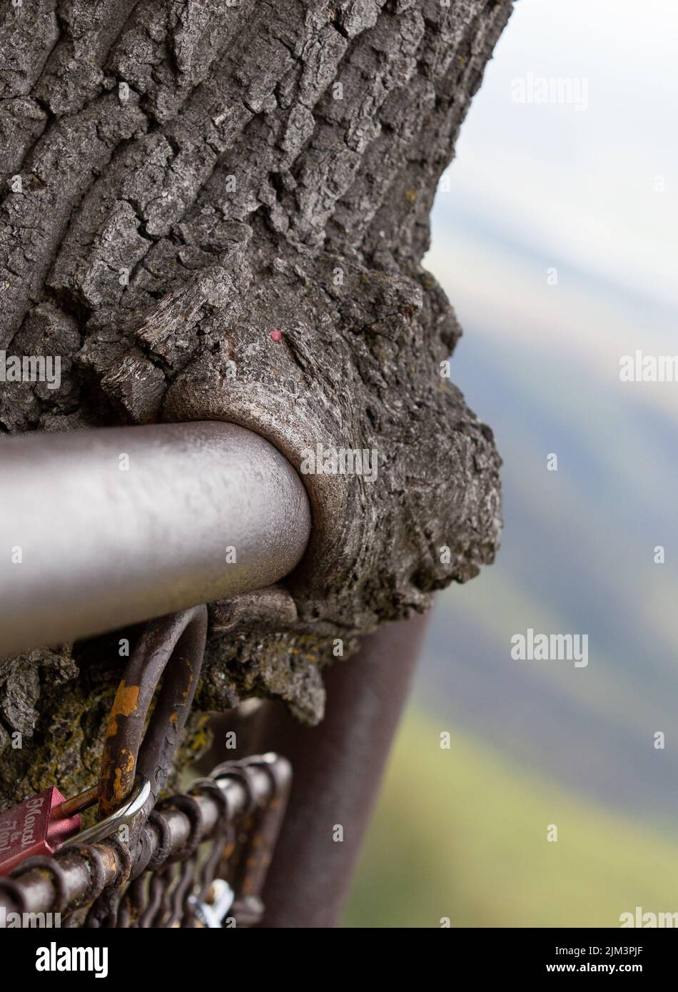 A tree trunk grown over a metal pipe, nature, caption Stock Photo - Alamy