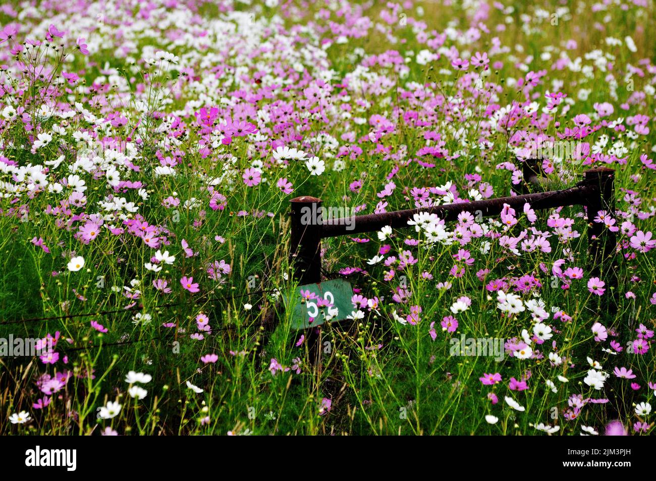Gypsophilas hi-res stock photography and images - Alamy