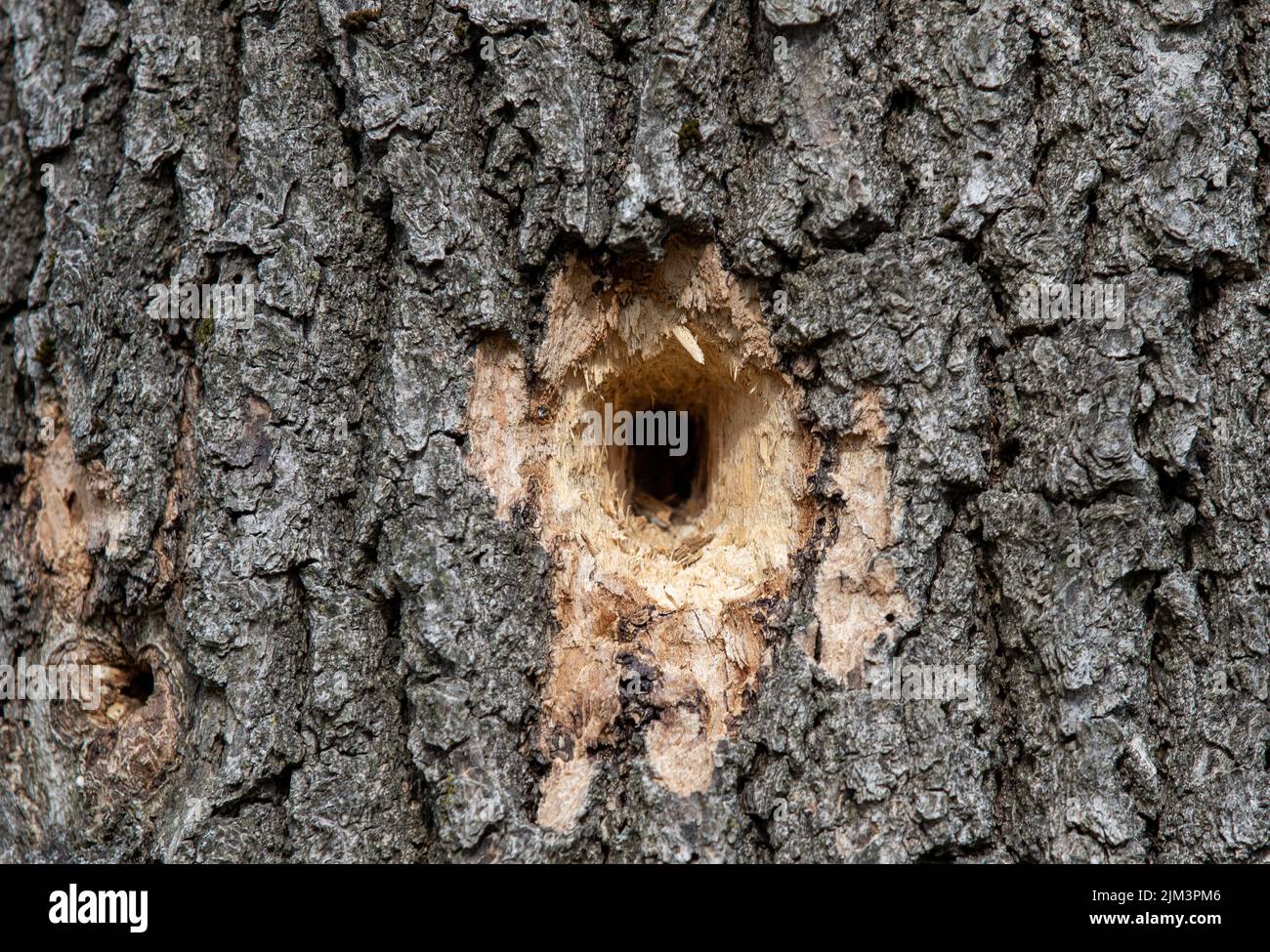a hole made by a woodpecker in a tree trunk, nature, bird, oak Stock ...