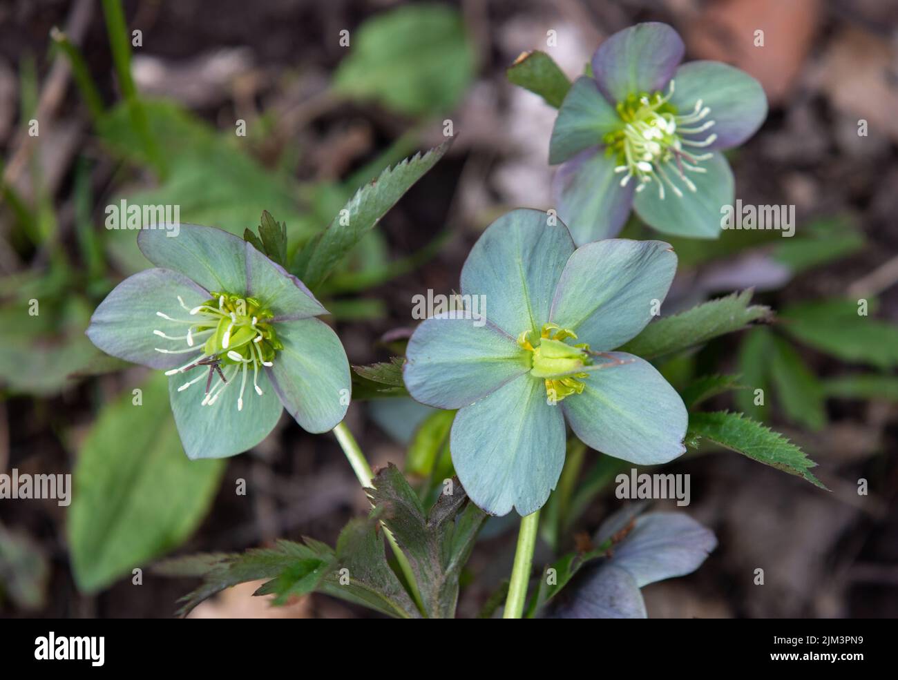 A close-up of a Helleborus purpurascens flower, green, fresh, nature ...