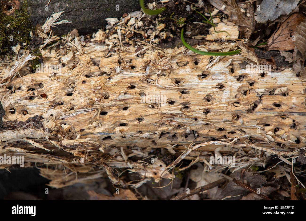 a close-up with a wood drilled by insects, parasite, vorm, bug Stock ...