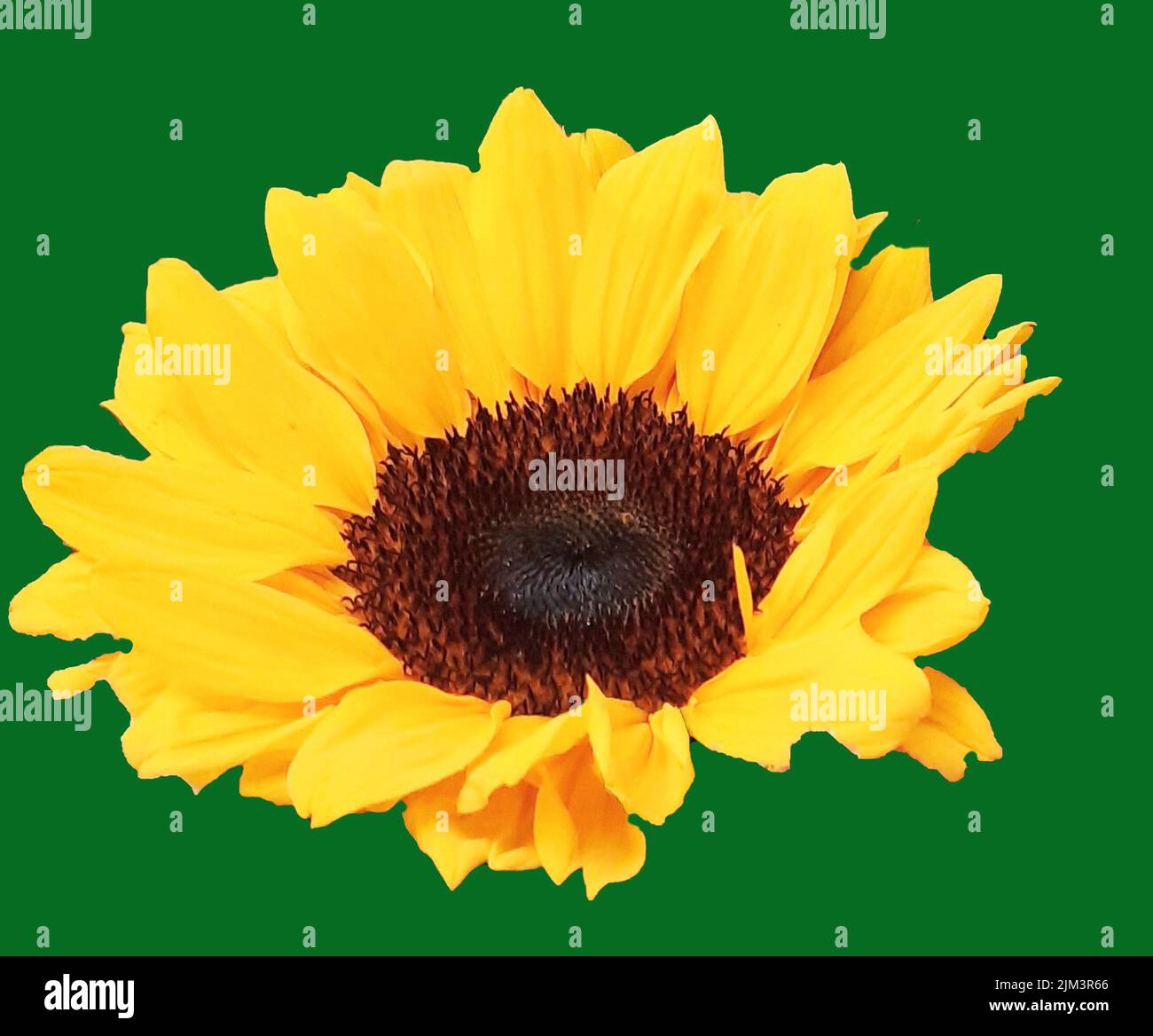 abstract sunflower art with with colored background Stock Photo - Alamy