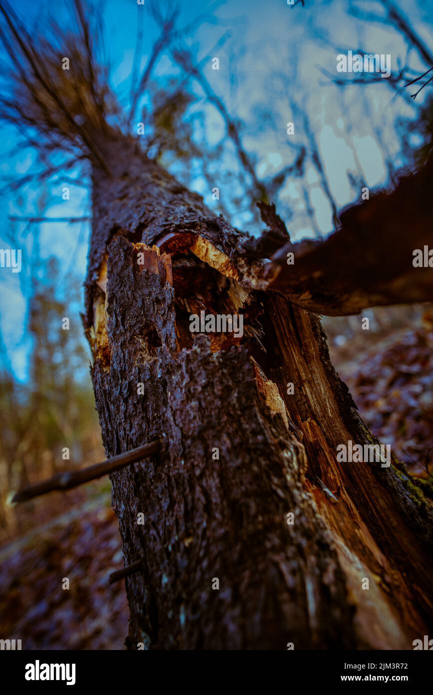 A vertical shot of a broken dead tree in a forest Stock Photo - Alamy
