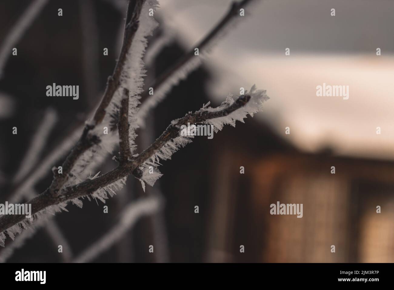 The frozen dew on the branches at cold weather Stock Photo - Alamy