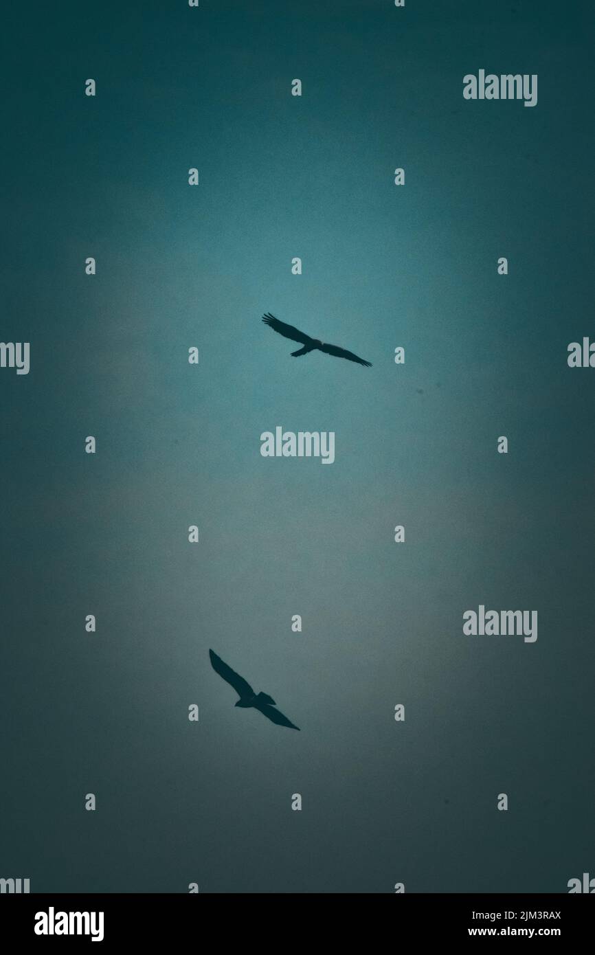A vertical shot of two birds flying in the evening sky Stock Photo - Alamy