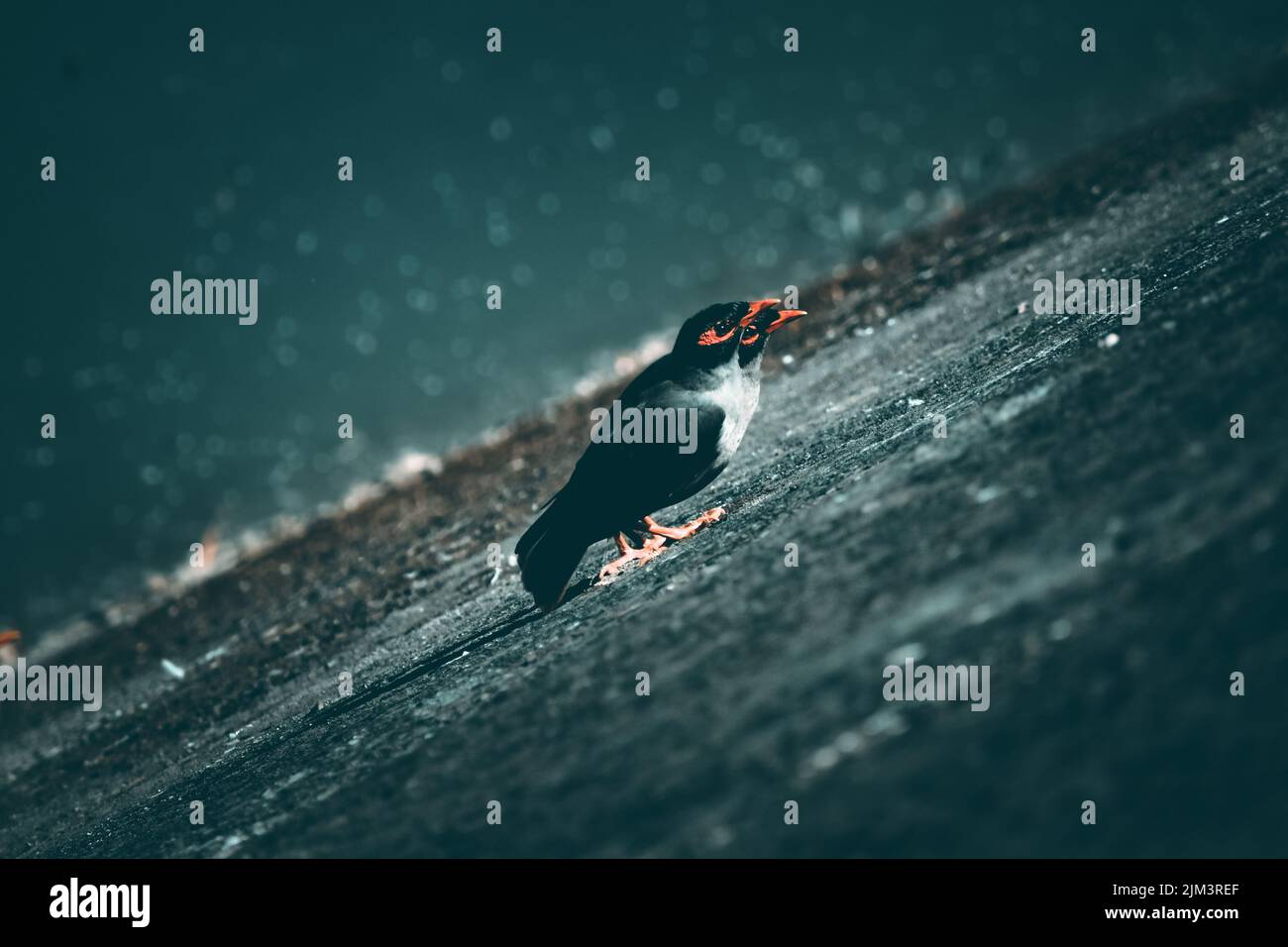 Two myna birds perched on the seacoast Stock Photo - Alamy