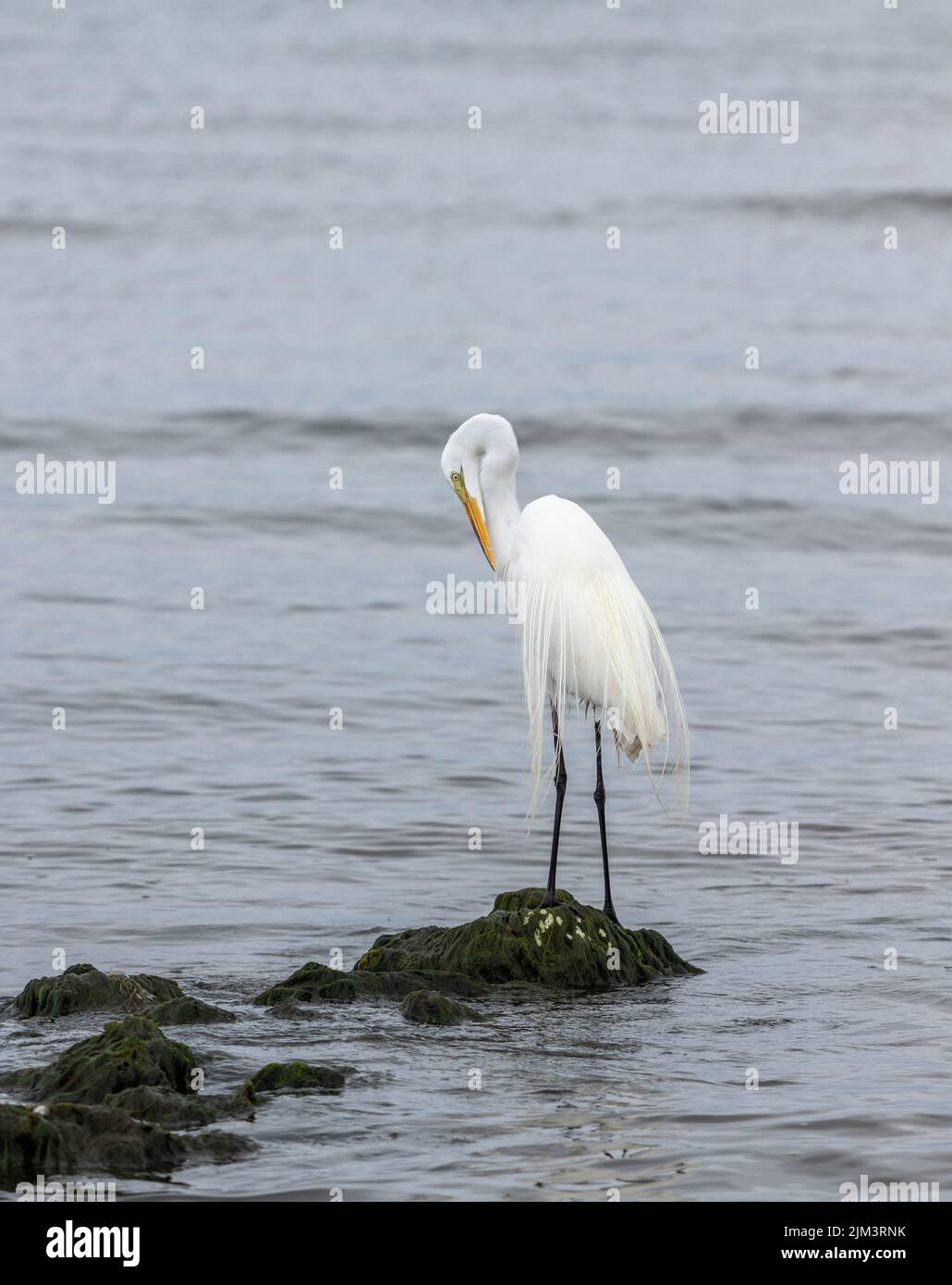 Great egret standing on stones beside the ocean cleaning its plumes ...