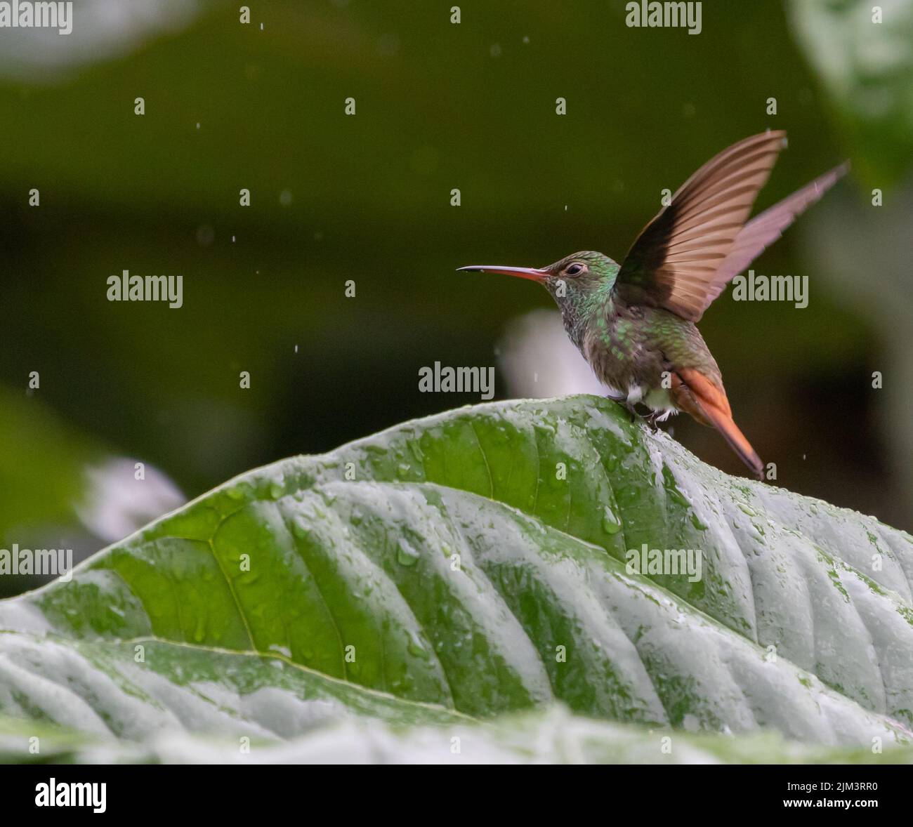 Wing flapping in rain hi-res stock photography and images - Alamy