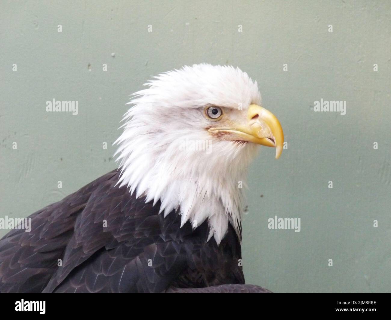 A shallow focus portrait of a bald eagle (Haliaeetus leucocephalus ...