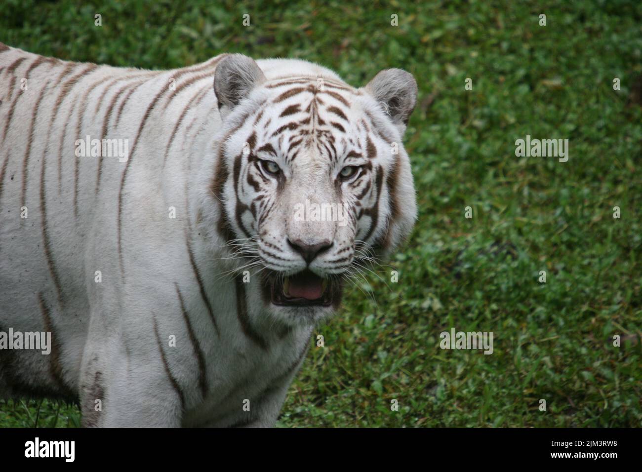 A portrait of a white tiger, a leucistic pigmentation variant of the ...