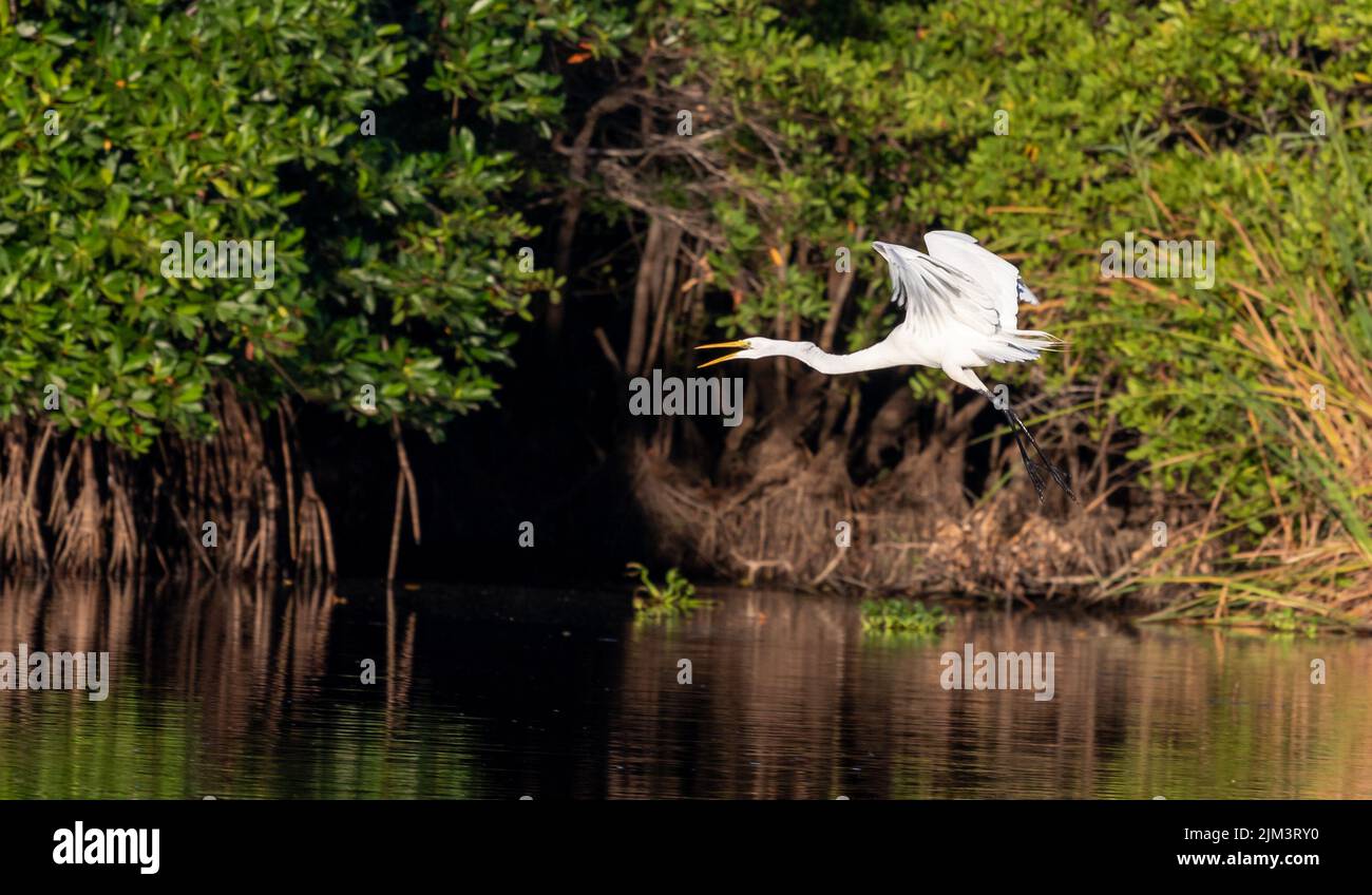 Great egret or casmerodius albus bird flying through mangroves in ...