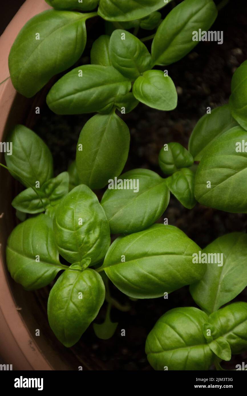 A pot of fresh basil is shown from the top Stock Photo - Alamy