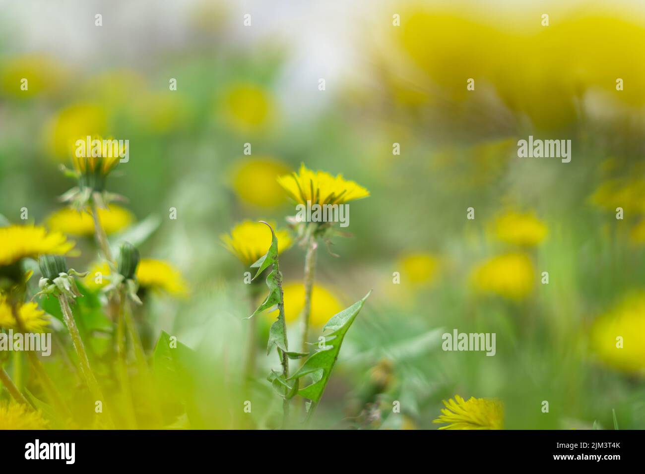 A close up wild flowers blooming in early spring Stock Photo - Alamy