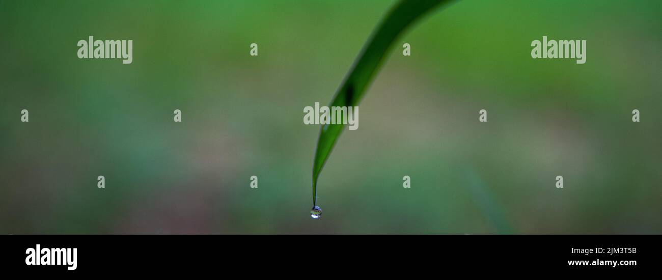 A panoramic shot of a water drop falling from a plant leaf Stock Photo ...