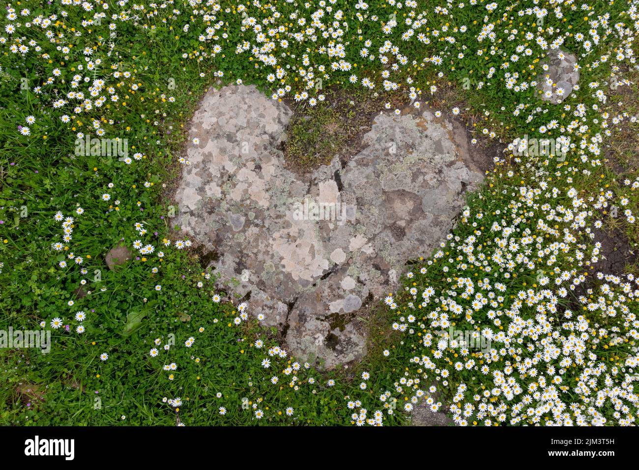 Heart shaped stone in grass field with daisies representing love Stock ...