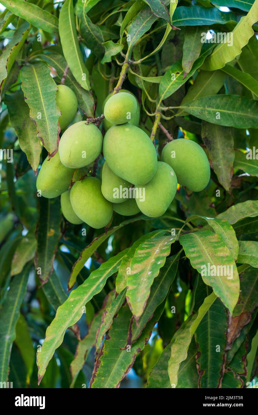Closeup of mangos hi-res stock photography and images - Alamy