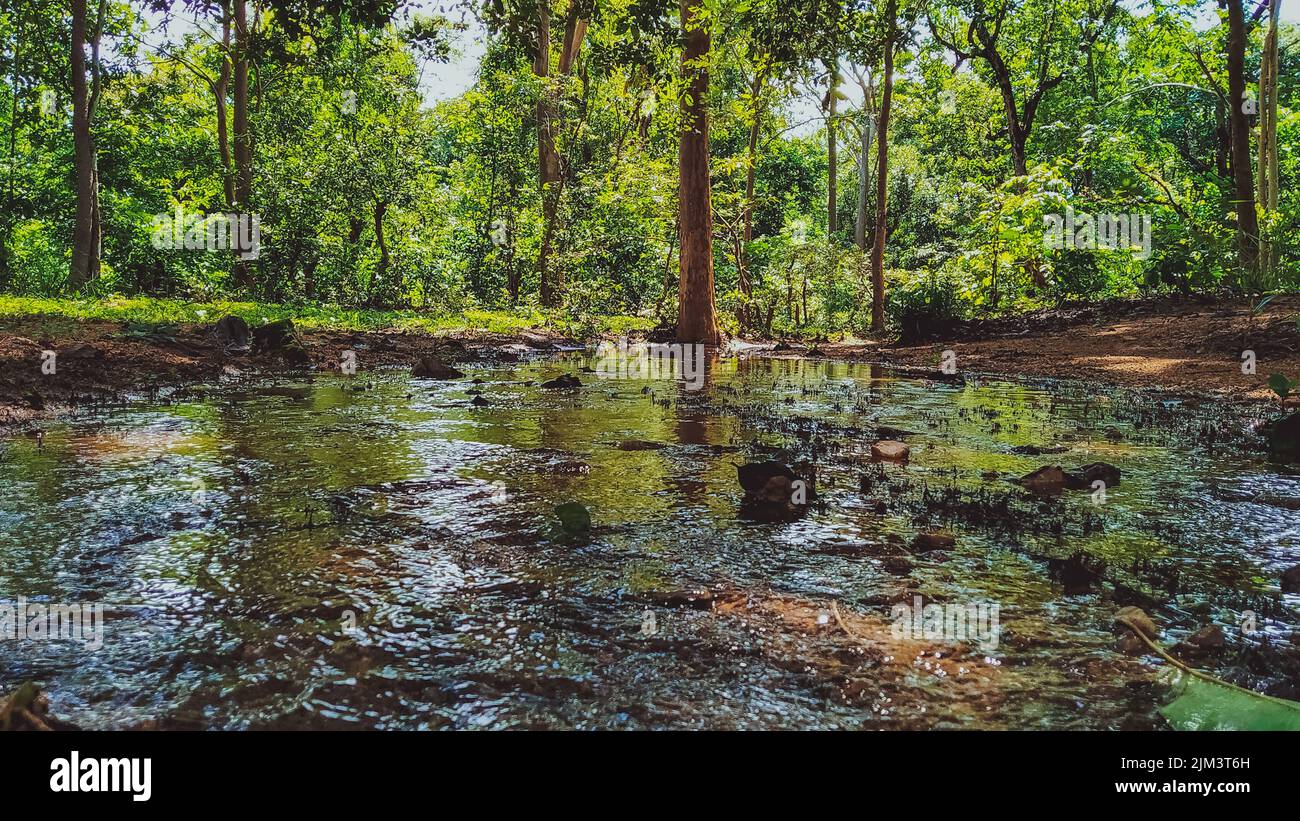 A scenic view of a forest with a small water channel in the village of ...