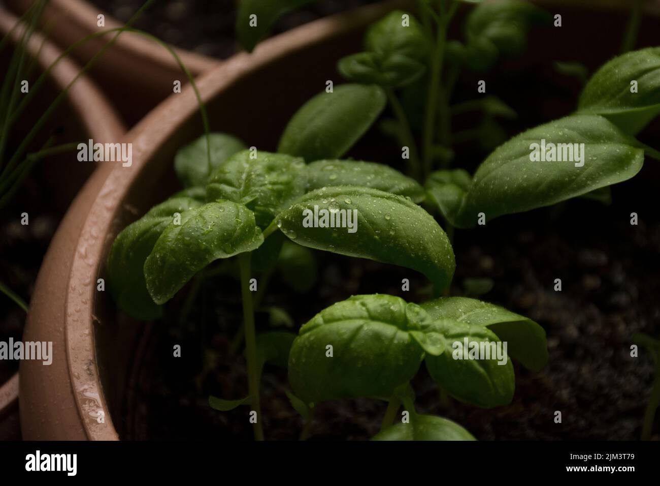 A pot of fresh basil is shown from the side. Basils have drops of water ...
