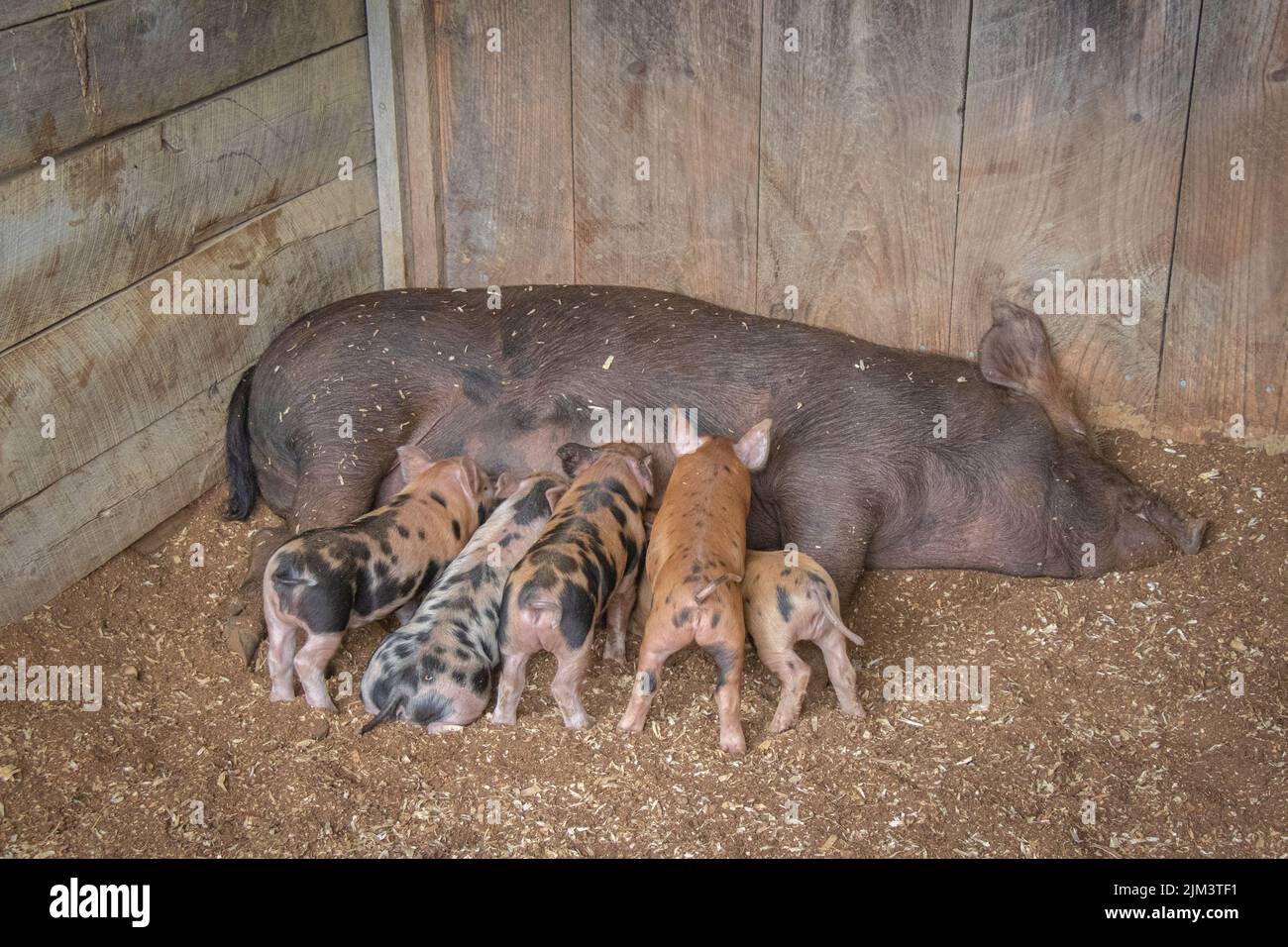 A beautiful shot of the little piglets breastfeeding from their mother ...