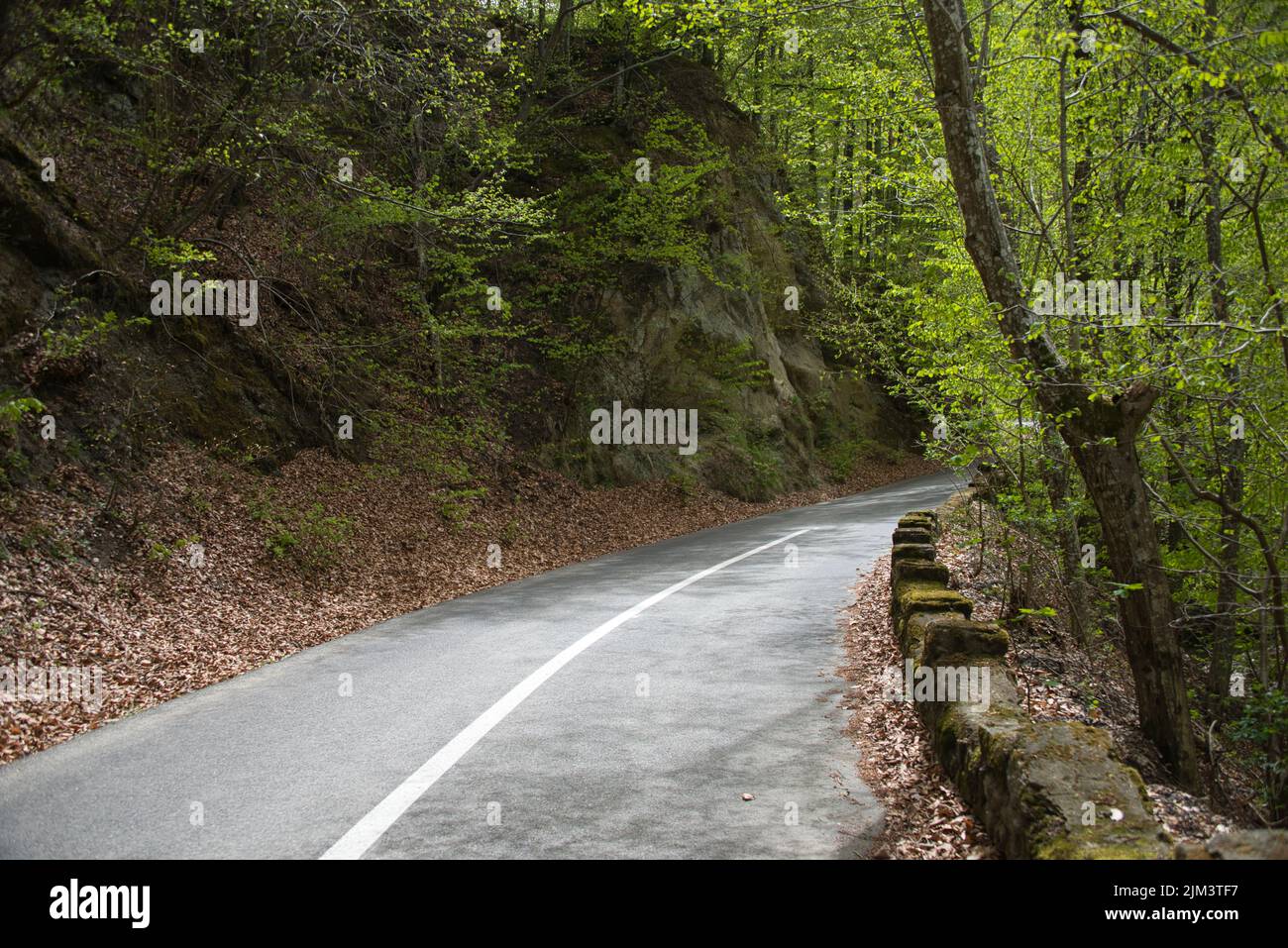 A narrow winding asphalt road in the forest with green trees Stock ...