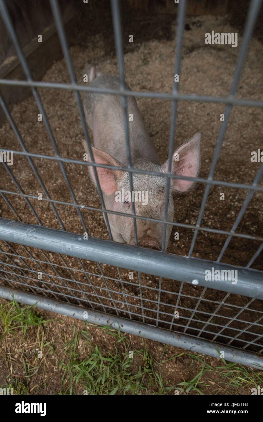 An overhead shot of a farm pig standing on wood shavings bedding in its ...