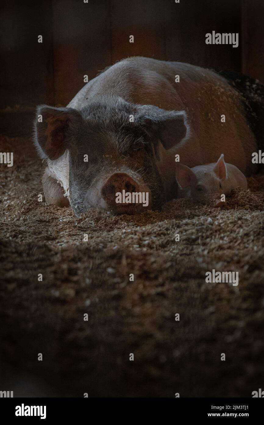 A beautiful shot of a farm pig sleeping with a little piglet on wood ...