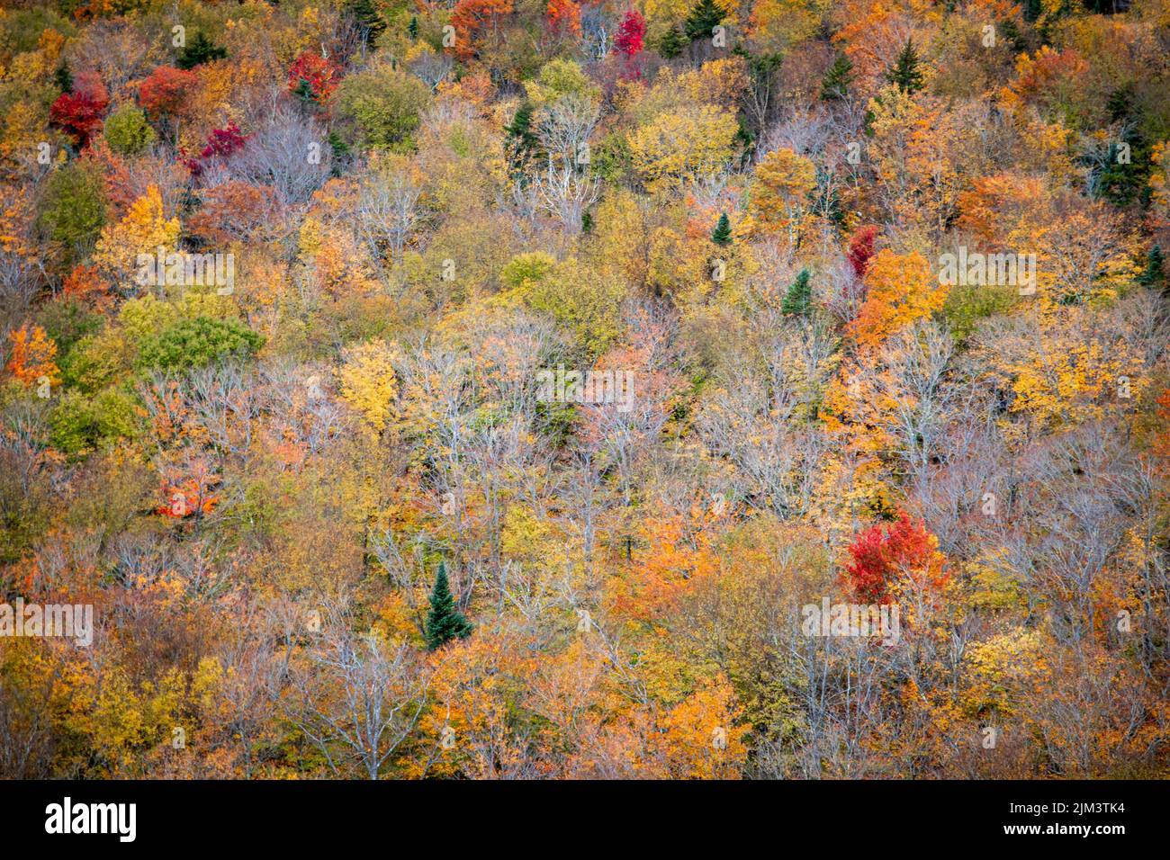 A bird's eye view of fall foliage in a dense forest during daytime in ...