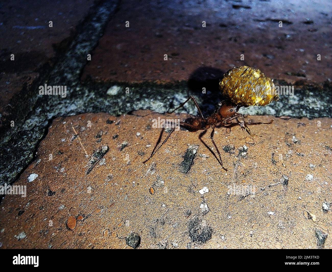 Atta laevigata hi-res stock photography and images - Alamy
