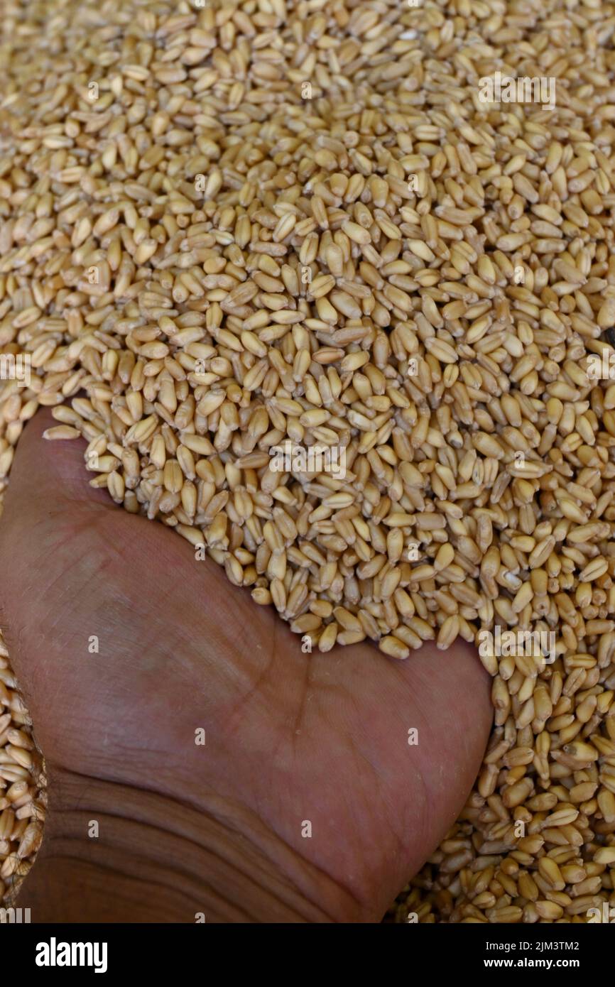 closeup the brown color wheat grains in hand soft focus natural brown ...