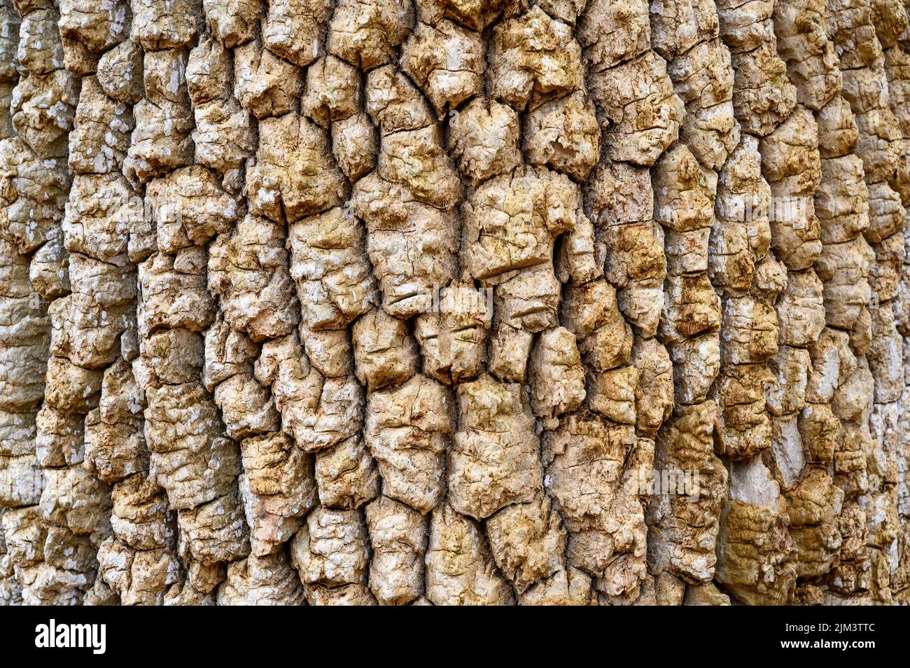 A closeup detail of a brown trunk of a tree Stock Photo - Alamy