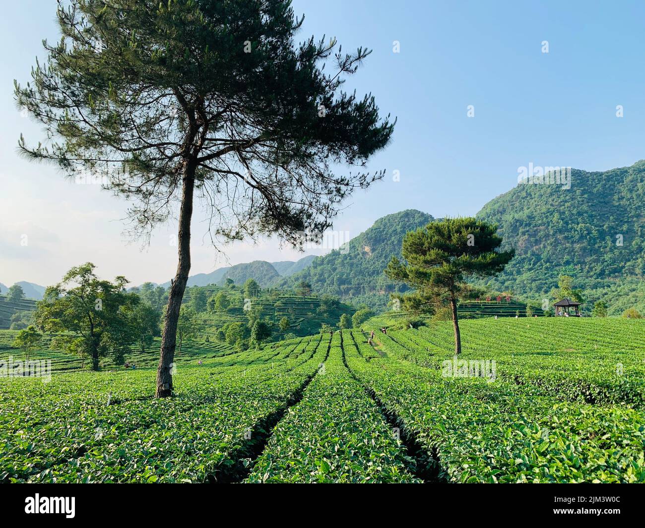 A scenic view of a green plantation in a rural area in blue sky ...