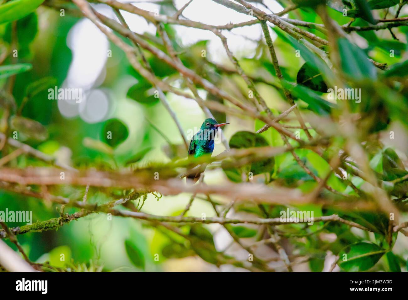 A blue-chinned sapphire sitting in a tree in the forest Stock Photo - Alamy