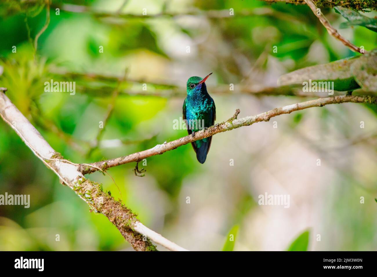 A blue-chinned Sapphire sitting in a tree in the forest Stock Photo - Alamy