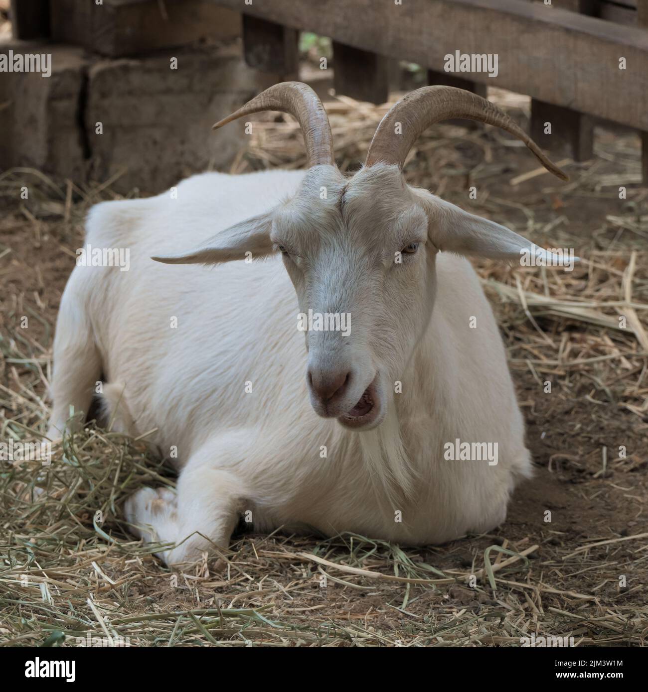 A white goat with horns lying down on the ground on a farm Stock Photo ...