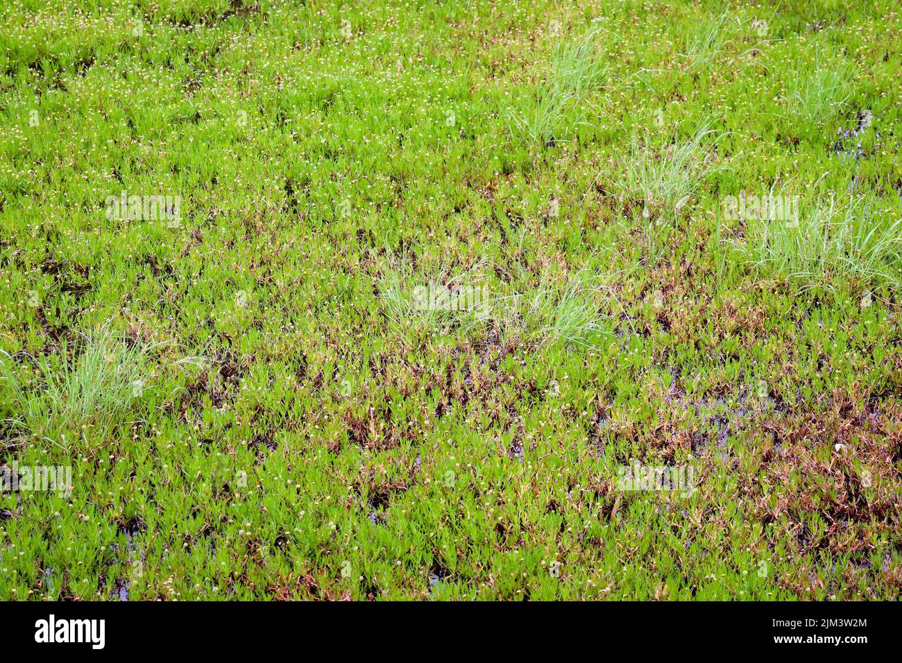 full frame of green foliage through swamp land Stock Photo - Alamy