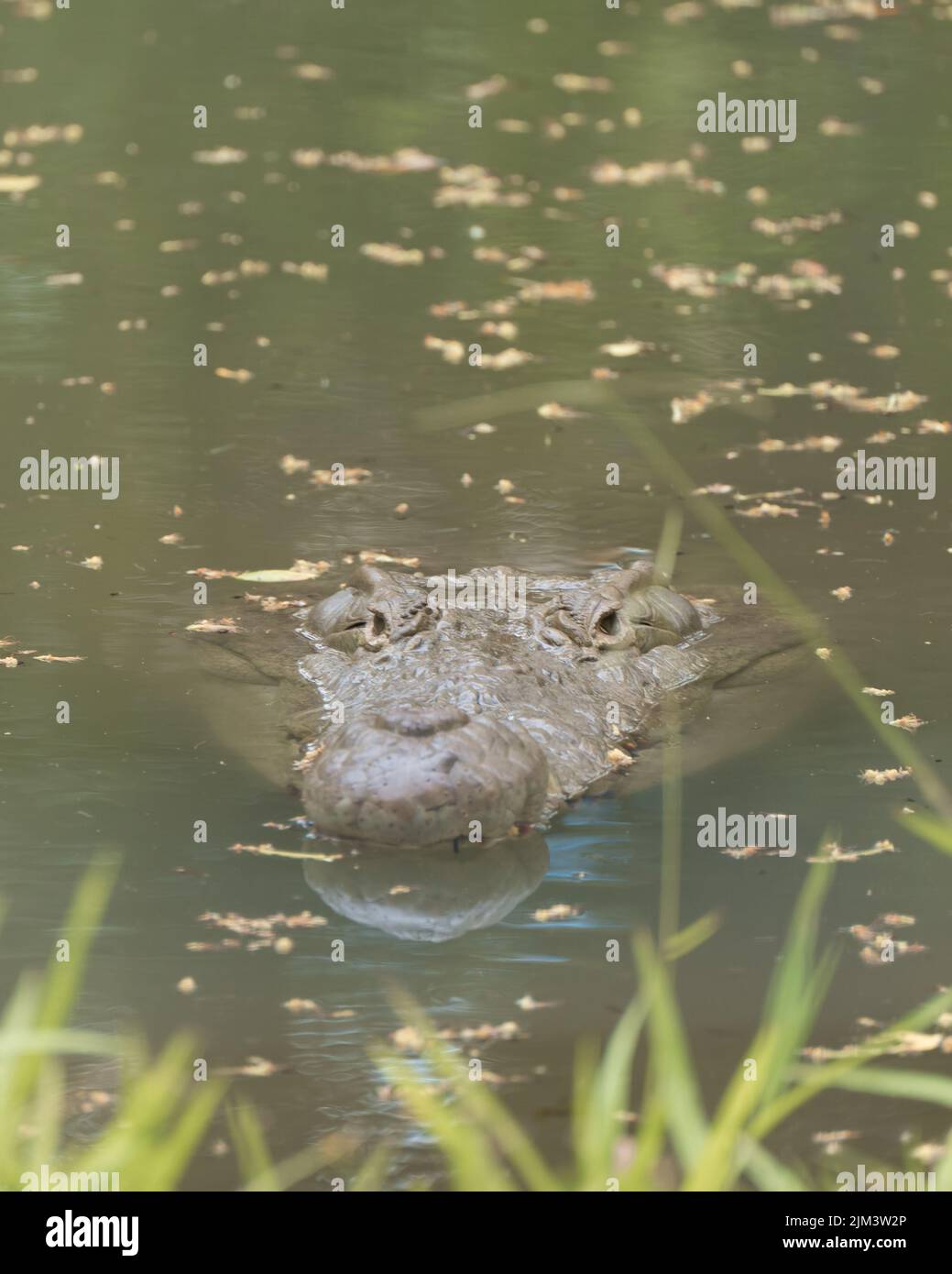 A vertical shot of a scary crocodile swimming underwater Stock Photo ...