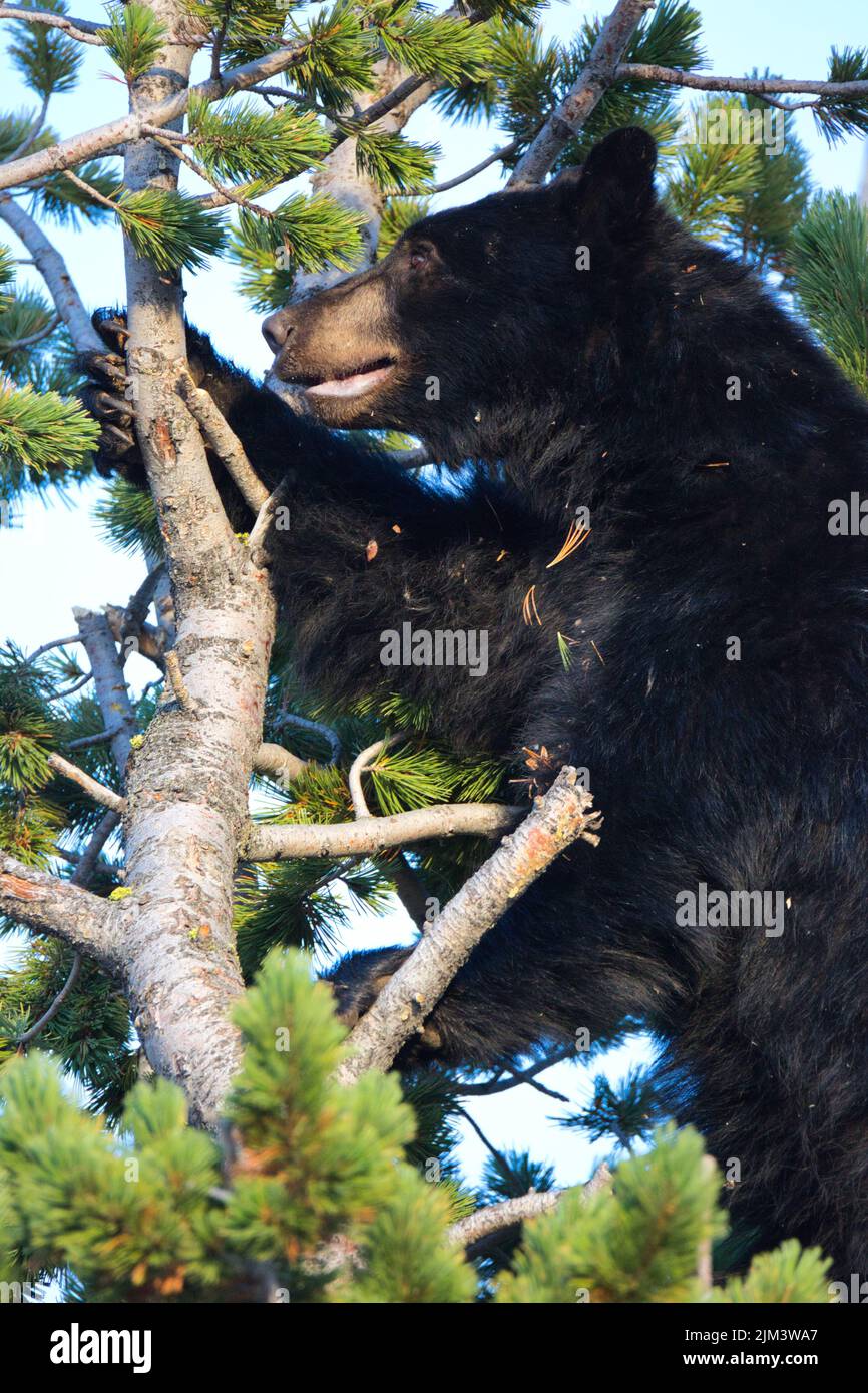A black bear climbing a tree at Yellowstone National Park Stock Photo ...