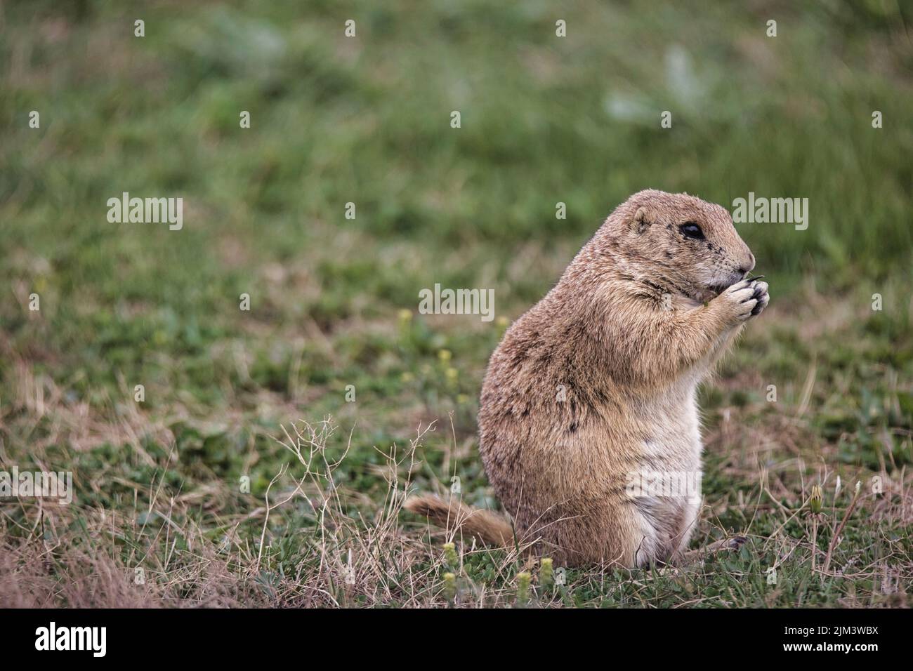 A prairie dog eating at Theodore Roosevelt National Park, North Dakota ...