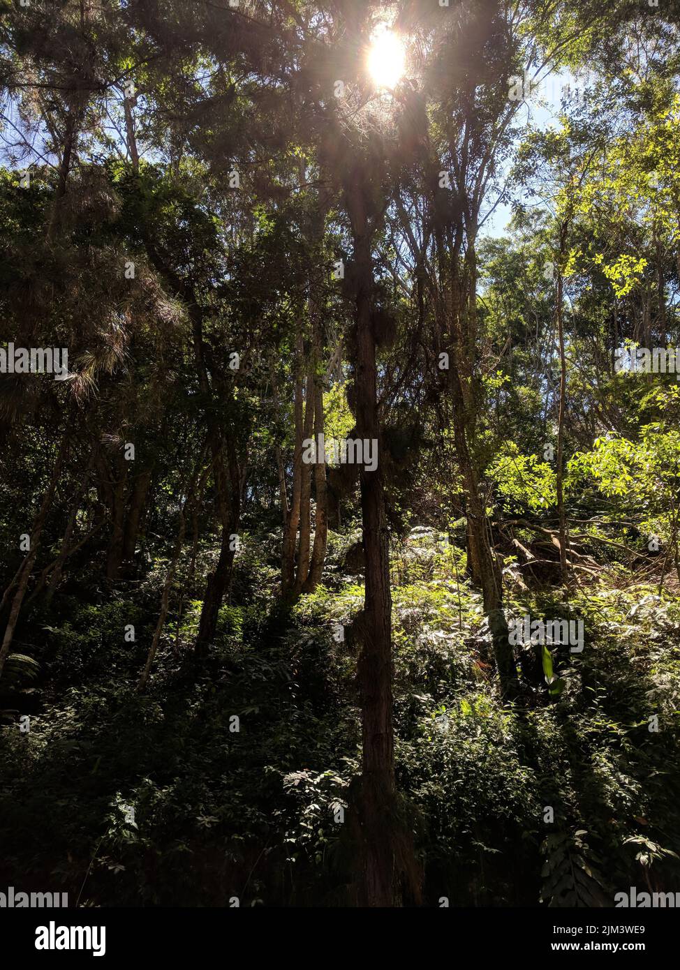 Shooting through tree hi-res stock photography and images - Alamy