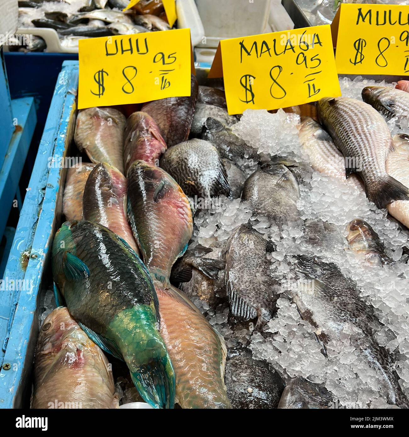 Uhu fish hawaii hi-res stock photography and images - Alamy